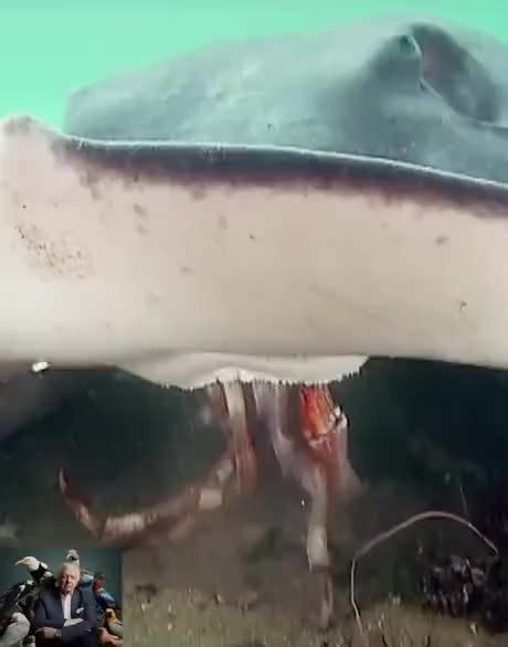 A Stingray Eating A Crab Meme By Kmat97 Memedroid