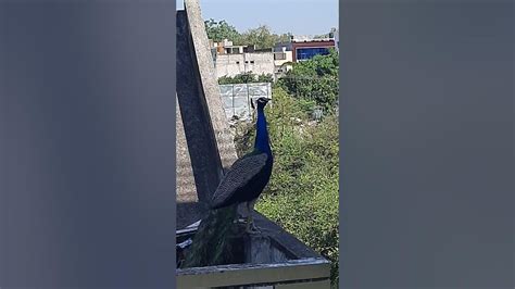 Peacock Calling Other Peacock Youtube