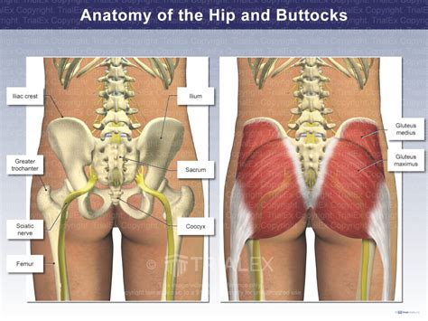 Gluteus Medius Pain At Iliac Crest