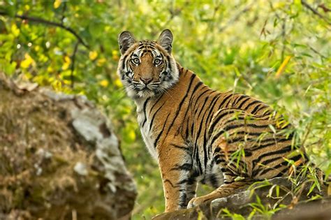 India S Tiger Population Is On The Rise
