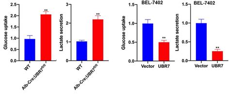 Glucose检测试剂盒 Ab65333 Abcam中文官网