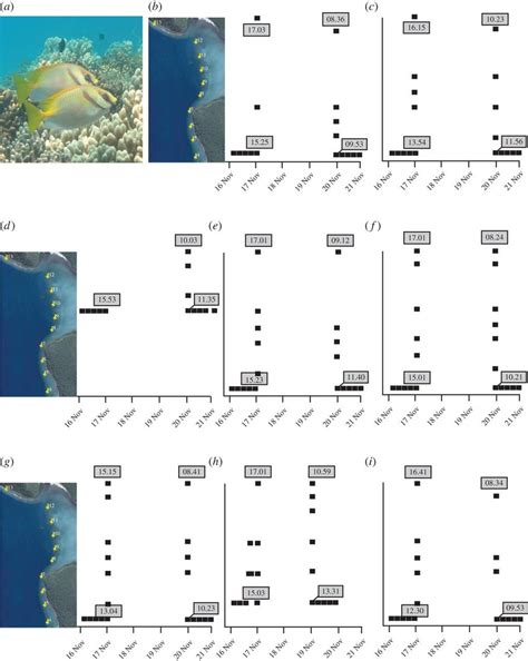Abacus Plots Of Receiver Detections For Individuals Of The Species A Download Scientific