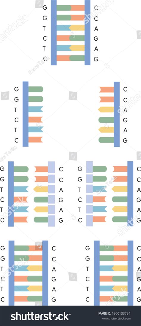 Dna Replication Vector Diagram Stock Vector Royalty Free 1300133794