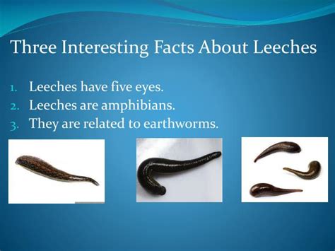 Ppt Life Cycle Of A Leech Powerpoint Presentation Id 2944276