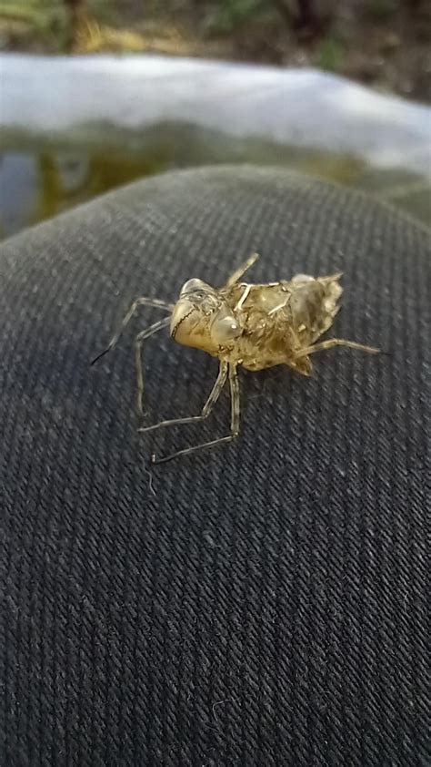 Who Left This Exoskeleton R Whatsthisbug