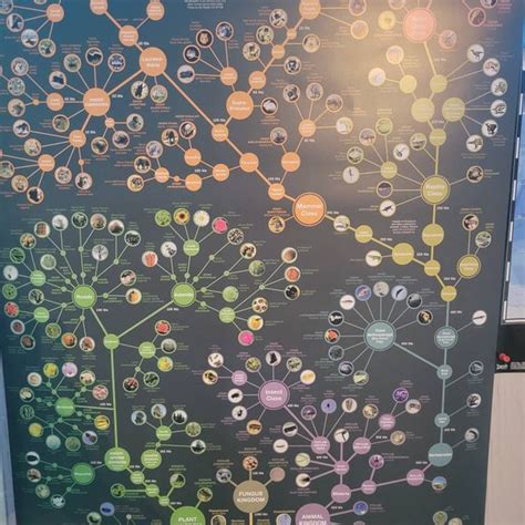 Evolutionary Tree Of Life Poster Etsy