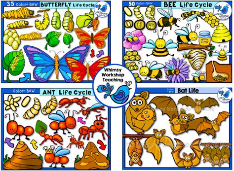 Life Cycle Bundle 1 Whimsy Workshop Teaching