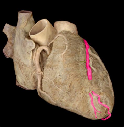 Structures Of The Heart Lab Flashcards Quizlet