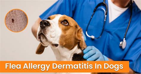 Flea Allergy Dermatitis In Dogs Symptoms And Treatment Puppies And