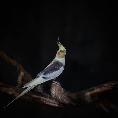 Cockatiel Wallpaper