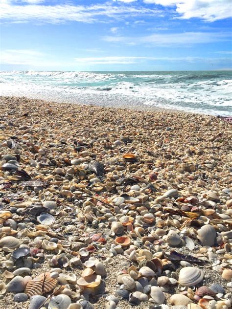 Sanibel Island Where Is It And Why Its The Seashell Capital