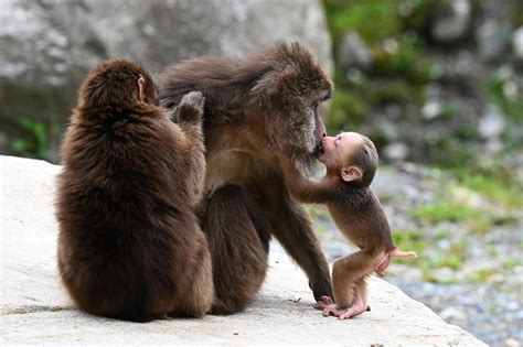Hengduan Wanderers Spirits Of The Vertical Realm Wildlife Portraits