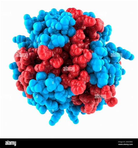 Insulin Molecule Computer Model Showing The Structure Of A Molecule Of The Hormone Insulin