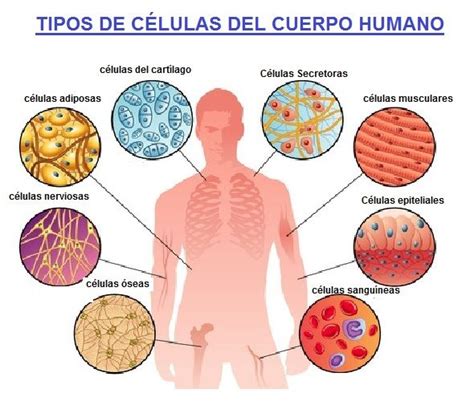 Funciones De Las Células Humanas Ejemplos Y Explicación