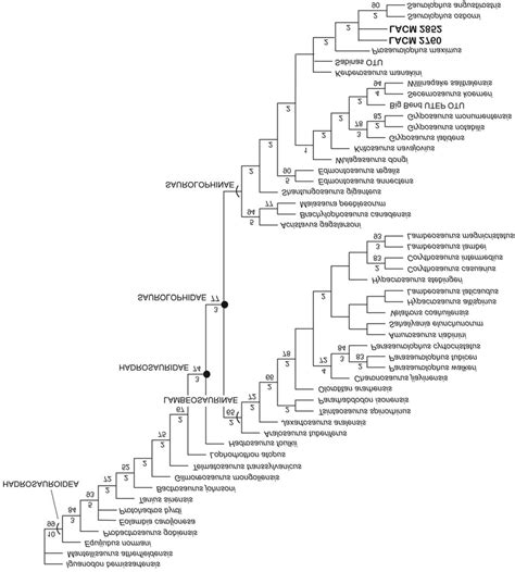 strict consensus tree of the three most parsimonious trees derived from
