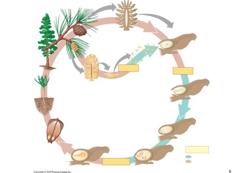 Pine Life Cycle Diagram Quizlet