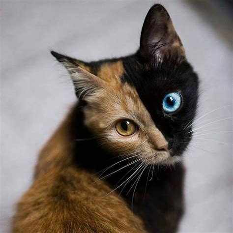 Rare Genetic Mutation Makes This ‘chimera Kitten One Of The Cutest