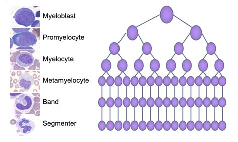 Myelocytes