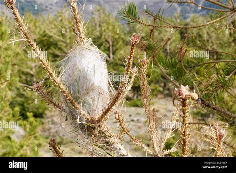 Nido Di Falena Processionaria Immagini E Fotografie Stock Ad Alta