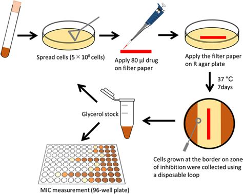 Schematic Overview Of Laboratory Evolution In This Experiment 5 × 10⁸ Download Scientific