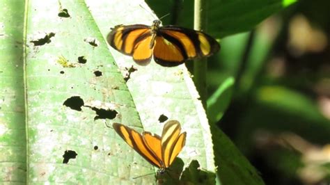 Subspecies Eueides Lybia Lybioides · Inaturalist