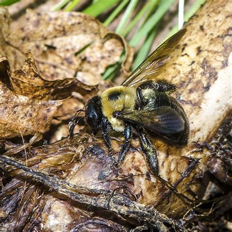 Vulture Bee ~ Detailed Information Photos Videos