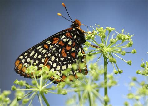 Euphydryas Phaeton Images Free Photos Png Stickers Wallpapers