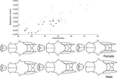 regression analysis of the procrustes coordinates of the symmetric