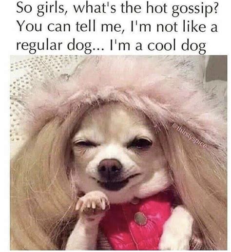 100 Chihuahua Memes Thatll Make You Laugh Harder Than You Should Cute