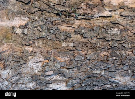 Surface Structure Of An Oak Tree Wood Texture Texture Of Wood