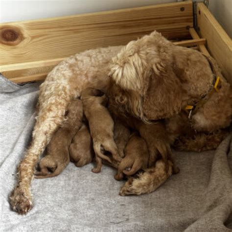 Cockapoo Sale Leyland Lancashire F1 Cockapoo Puppies