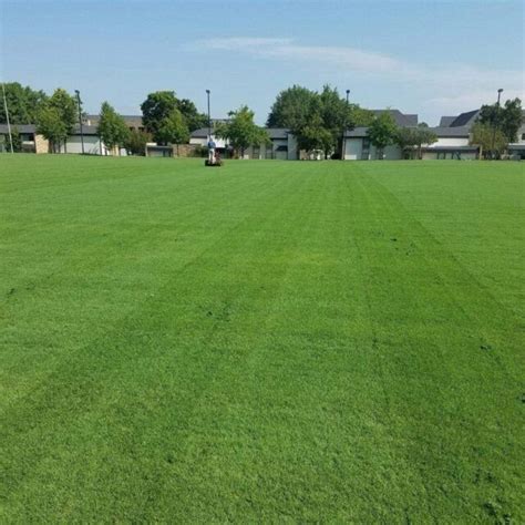The Best Bermuda Grass Seed Of 2023 Artofit