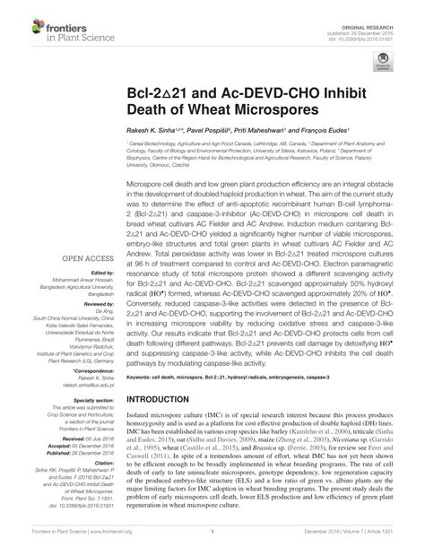 Pdf Bcl 2 21 And Ac Devd Cho Inhibit Death Of Wheat Microspores