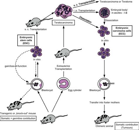 Embryonal Carcinoma Cells