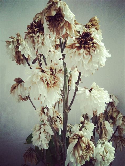 Diy With Dead Flowers At George Redden Blog