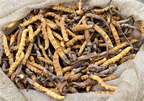 Keeda Jadi A Boon Or A Curse Voices Of Rural India