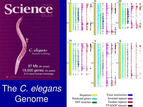 Ppt Caenorhabditis Elegans Powerpoint Presentation Free Download