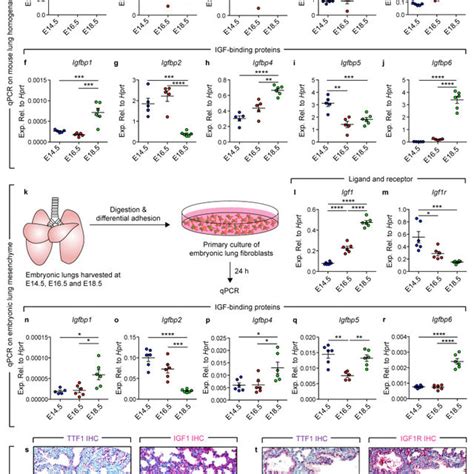 Expression Profile Of Igf Signaling Components During Lung Development