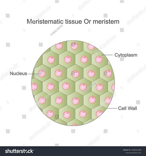 Meristematic Tissue Meristem Plant Tissue Responsible Stock Vector