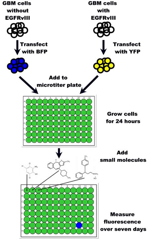 Diagram Demonstrating The Approach To Screening Small Molecule