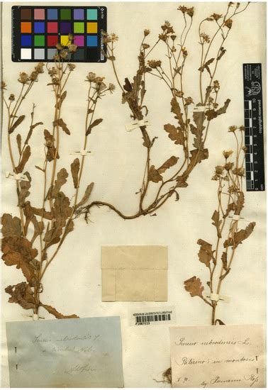 Plants Special Issue Diversity And Evolution Of Asteraceae