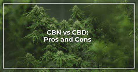 Cbn Vs Cbd What Is The Difference