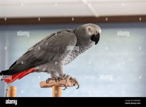 Male And Female African Grey Parrot African Grey Parrots For Sale Near