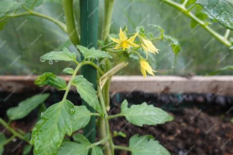 Premium Photo Closeup Detail Of Tomato Flower Growing Tomato In The