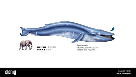 Blue Whale Compared To Human
