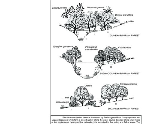 The Types Of Riparian Forests And Main Associated Species The Minimal Download Scientific