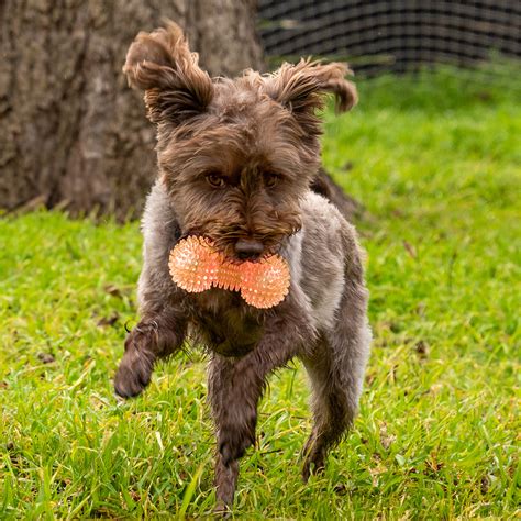 Products Small Spiky Bone And Small Spiky Ring
