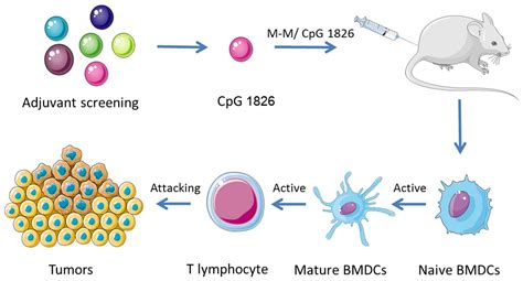 Cpg Odn1826 As A Promising Mucin1 Maltose Binding Protein Vaccine