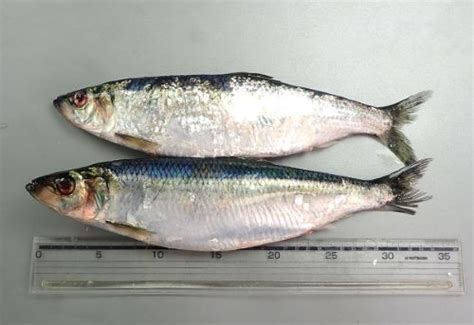 数の子の湯漬けをさらさら コラム 市場魚貝類図鑑