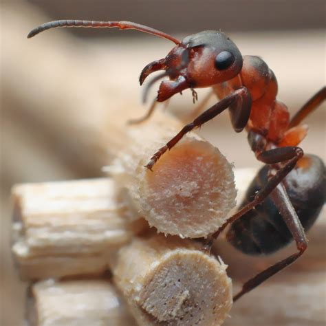 Get 25 Off Initial Service With An On Going Pest Control Program